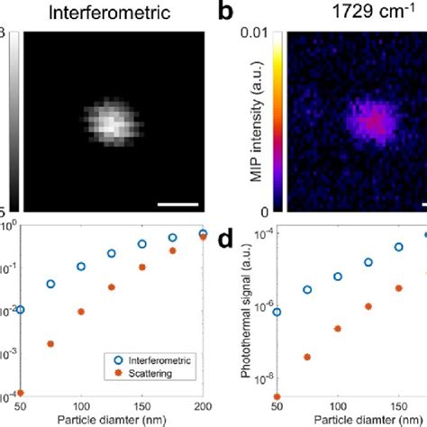 Performance Of Interferometric Mip Microscopy A Interferometric