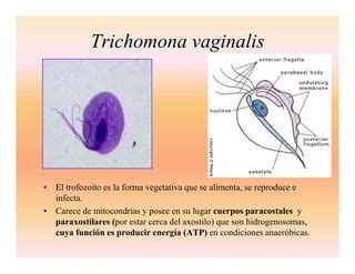 Clase 6 Tricomonas Y Otros Flagelados Pdf