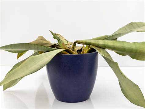 How To Control Understand And Prevent Root Rot