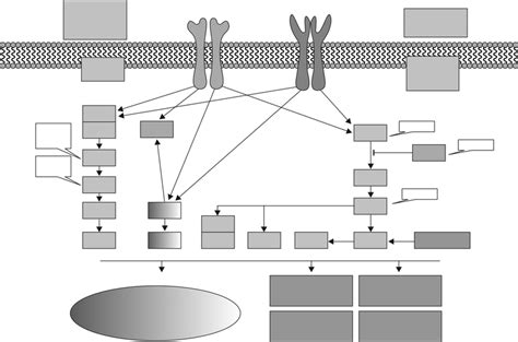 Exemplary Components Of The Egfr And Vegr Dependent Signal Transduction