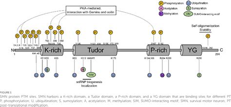 Figure 1 From Smn Post Translational Modifications In Spinal Muscular