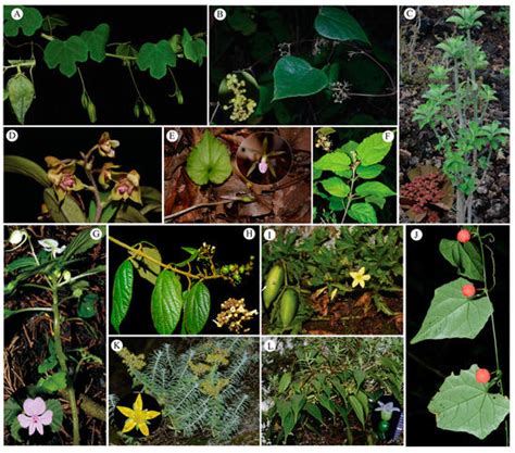 Contributions To The Flora Of Tropical East Africa