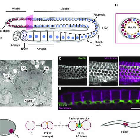 Ring Canals During Oogenesis In The Drosophila Ovary A Each Ovary In