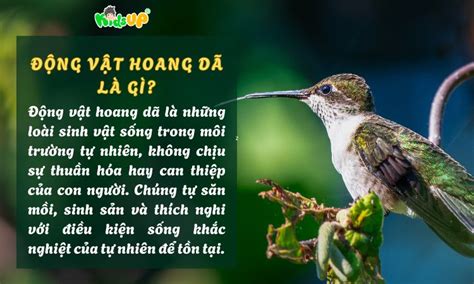 Động Vật Hoang Dã Là Gì Chúng Có được Phân Loại Không