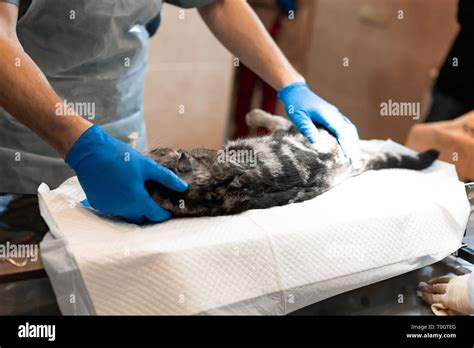 cat under general anesthesia on the operating table. Pet surgery Stock Photo - Alamy
