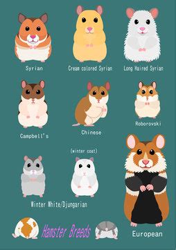 Explore Syrian Hamster Colors And Patterns A Visual Guide Bxxl