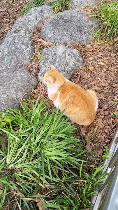 영화사 일진 길냥이 ~~ 영심이 ️ Youtube