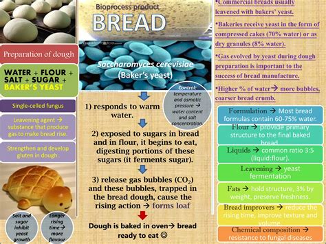 Bread Bioprocess Product Pdf Desserts And Baking Food And Drink