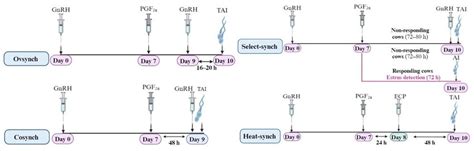The Schematic Diagram Depicts Various Fundamental Estrous Download