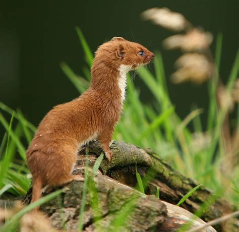 Weasel British Wildlife Animals Wild Animals And Pets