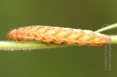 Photo 28407 Hadena Capsincola