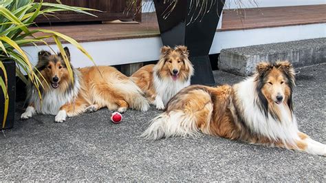 Do Rough Collies Like To Cuddle Collie Chatter