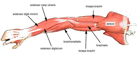 Arm Muscles 2 Labeled Arm Muscles Muscle Diagram Arm Muscle Anatomy
