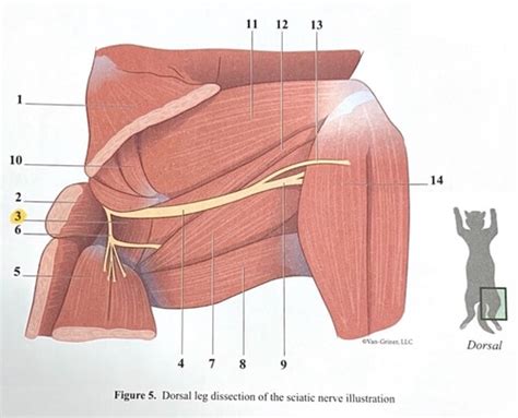 Cat Sciatic Nerve Flashcards Quizlet