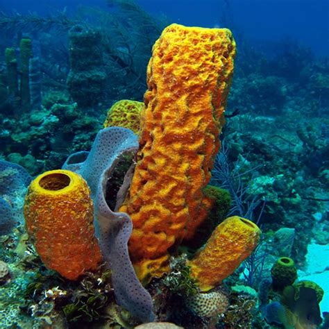 What Are The Holes In Sponges Called Awbr