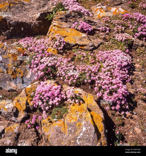Pink Armeria Maritima Sea Thrift Flowers Along Cornish Coastal Path Cornwall England Uk Stock