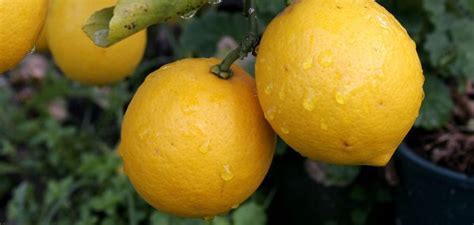 How Can Evaluation Avoid Lemons — Dana Jayne Linnell