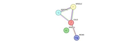 Keap1 Gene Genecards Keap1 Protein Keap1 Antibody