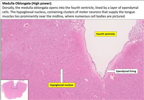 Medulla Oblongata Histology