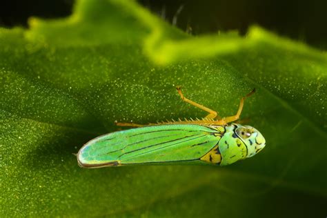 A Leafhopper With The Most Interesting Colors [oc[ R Entomology