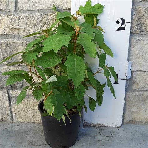 Alice Oakleaf Hydrangea 2 Gallon Container Grimms Gardens