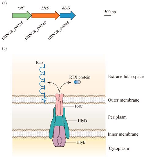 Uncovering The Secretion Systems Of Acinetobacter Baumannii Structures