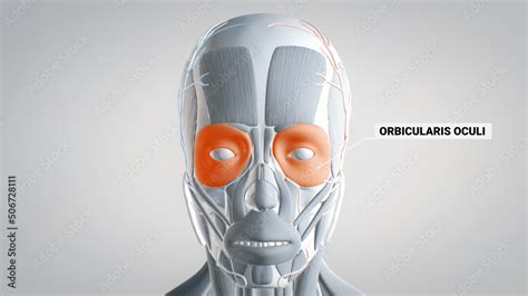 Orbicularis Oculi Muscles Of The Face Detailed Display Of Face