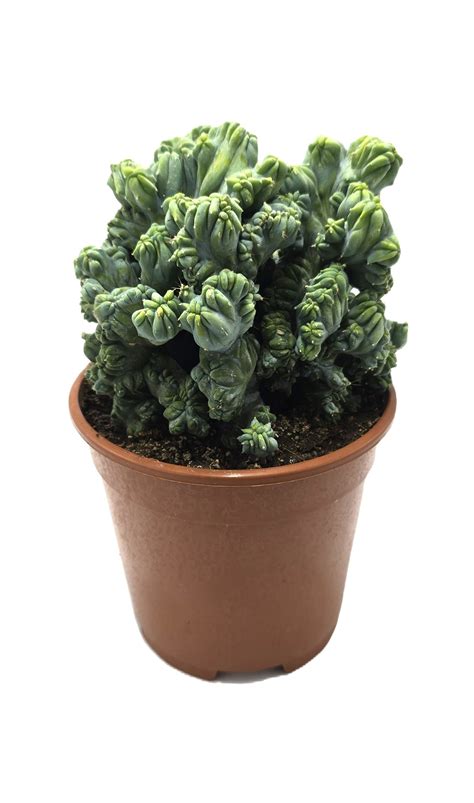 Myrtillocactus Geometrizans Cv Strictum Crested Spiky Plants Shop