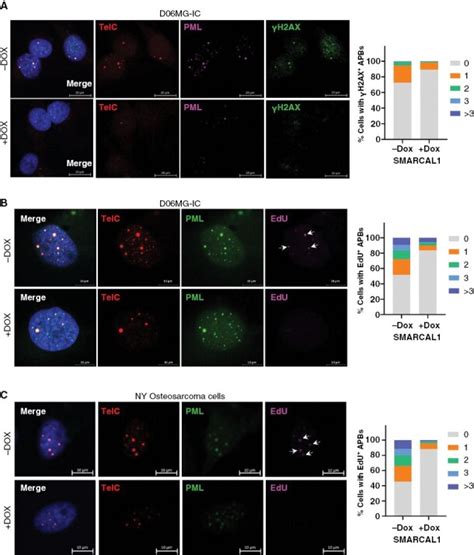 Cancer Associated Smarcal1 Loss Of Function Mutations Promote