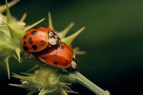 Premium Photo Two Ladybugs On The Green Grass