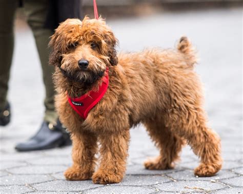 Australische Herder Wheaten Terriër Mix