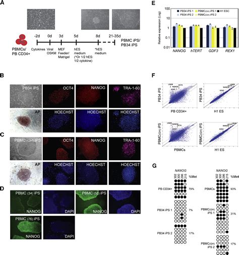 Reprogramming Of T Cells From Human Peripheral Blood Cell Stem Cell