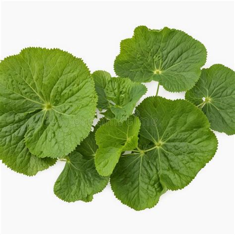 Centella Asiatica Leaves Green Nature Leaf Medical Herb Isolated On