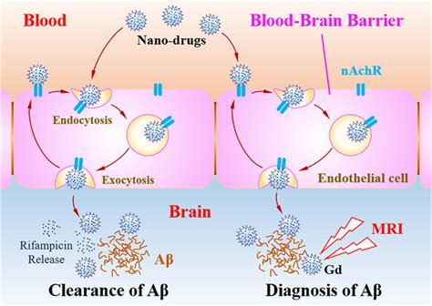 Targeted Brain Delivery Of Rvg29‐modified Rifampicin‐loaded Nanoparticles For Alzheimers