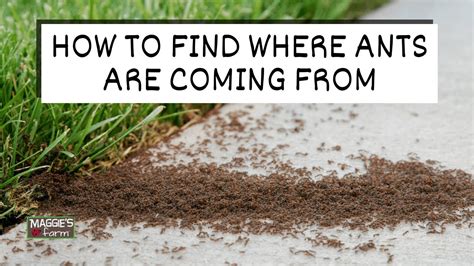 Ant Nest Outside House