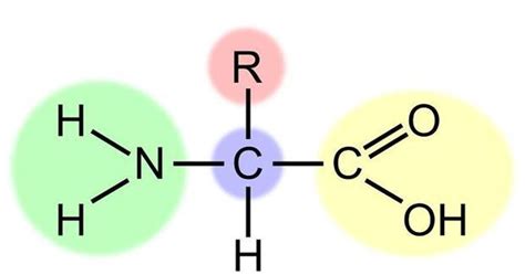 氨基酸 百度百科