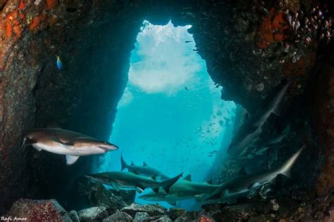 The Small Tooth Sand Tiger Shark Of The Maldives Mystery Of The Reef