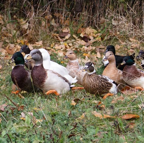 Call Ducks For Sale Assorted Duckling Colors Metzer Farms