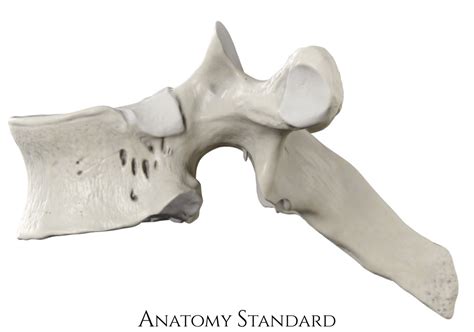 Anatomy Standard Drawing Thorcacic Vertebra Th5 Lateral View No