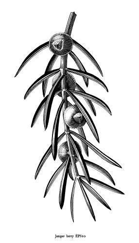 Juniper Drawing Isolated Vintage Royalty Free Vector Image