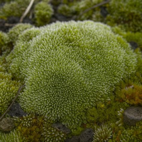 Silver Moss Full Sun Drought And Pollution Resistant