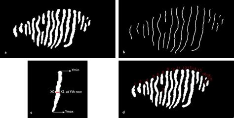 morphometric parameters assessment of mg a binary segmented image