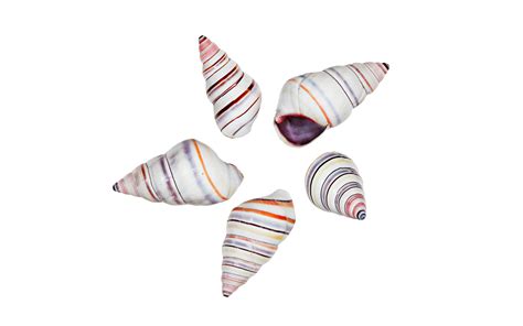 Candy Cane Snail Shells California Academy Of Sciences