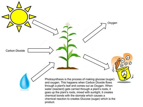 Photosynthesis Diagram Diagram Quizlet