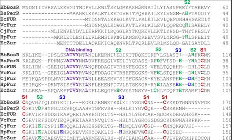 Alignment Of Bosr And Fur Proteins Using Clustal Omega Bs B