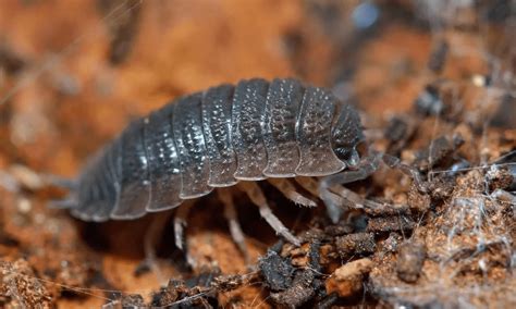 Lopop Nsfw 😲😲😲 Waring Very Secks Rokbuddybfdi