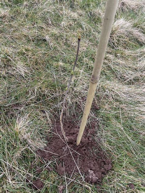Trees Treeplanting Sustainability Climateaction Phil Middleton 10 Comments