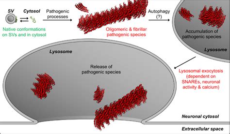 Lysosomal Exocytosis Releases Pathogenic α Synuclein Species From