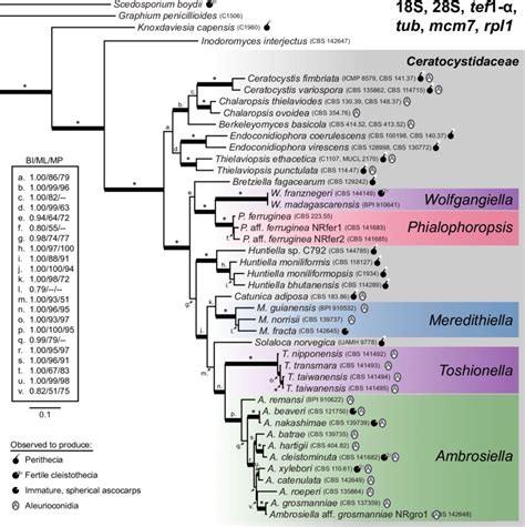 Phylogenetic Tree From Bayesian Analysis Of A Six Gene Dataset 18s
