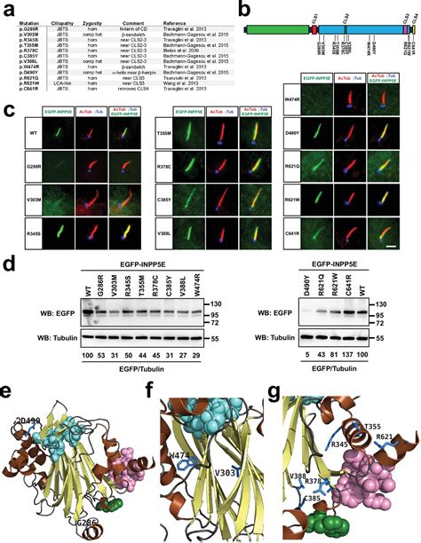 Multiple Ciliary Localization Signals Control Inpp5e Ciliary Targeting Elife